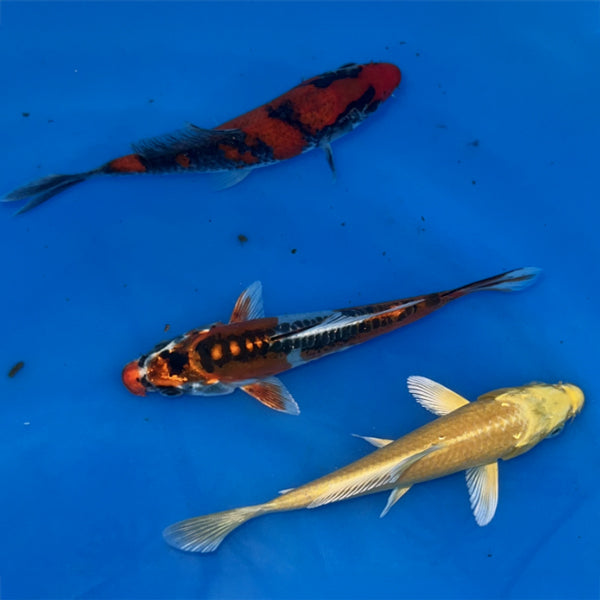 4-6 Inch Imported Japanese Koi (standard fin) – Koi & More Pond Shop